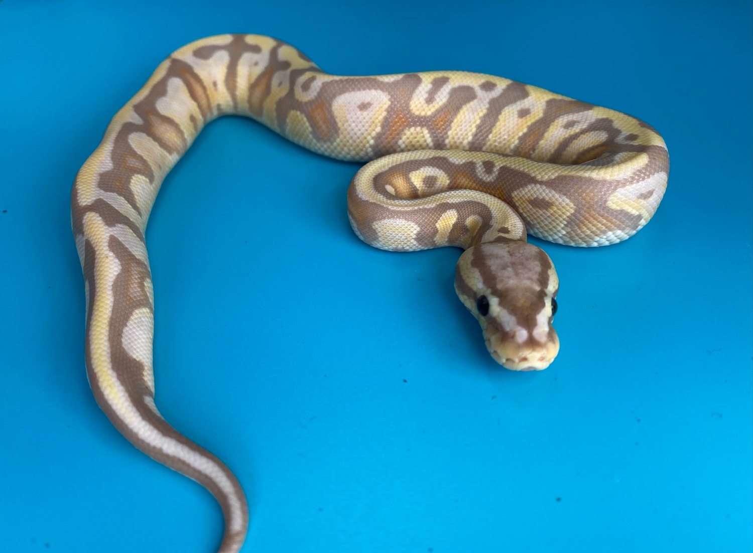 Banana Firefly YB Het Clown Ball Python by Prestbury Drive Pythons ...