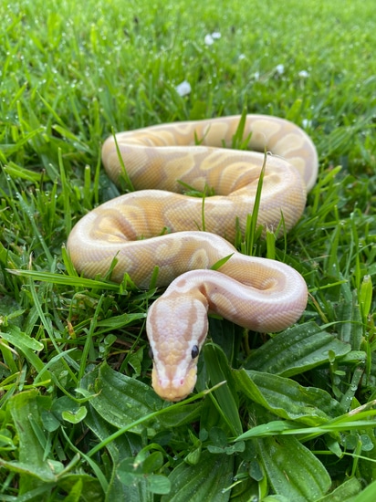 Pastel YB Banana Het Clown Ball Python by Prestbury Drive Pythons
