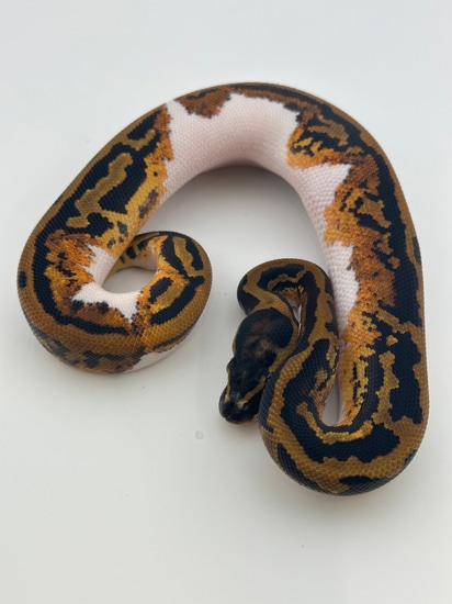Piebald, Yellow Belly, Het Desert Ghost Ball Python by Legacy Breeders