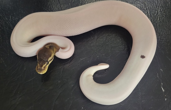 Black Pastel Pied Ball Python by DM Squeeze Noodles