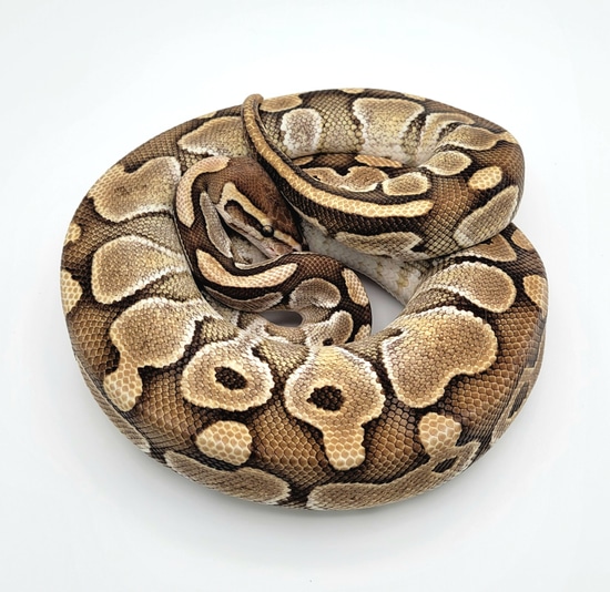 ***NO RESERVE*** Lesser 1000 Gram (Almost RTB) Ball Python by Dan's Exotics