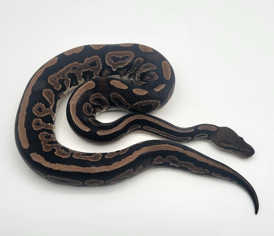 Cinnamon DH Hypo Pied Ball Python by Dan's Exotics