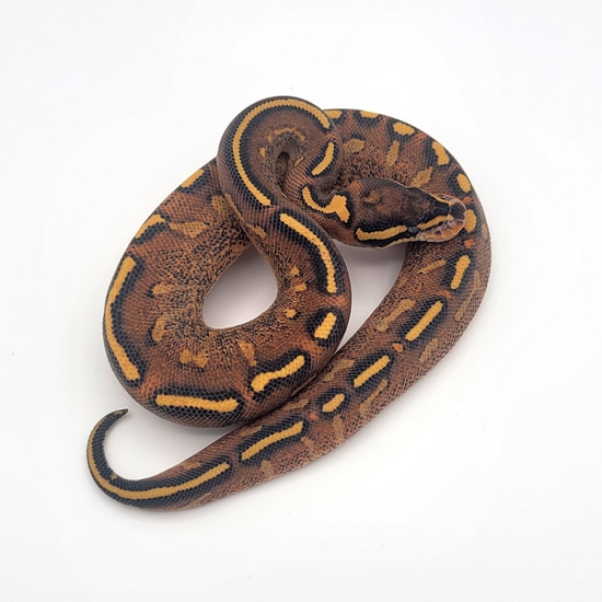 Super Gravel Ball Python by Dan's Exotics
