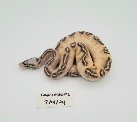 Pastel Highway Ball Python by Dan's Exotics