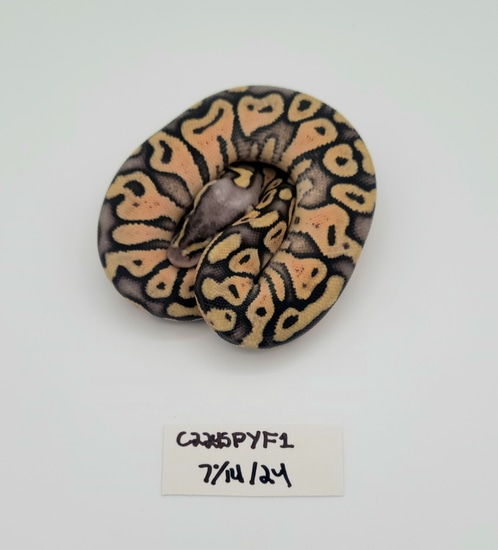 Super Pastel Yellowbelly Ball Python by Dan's Exotics