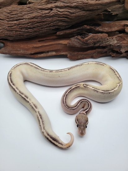 Cinnamon Highway Ball Python by Dan's Exotics
