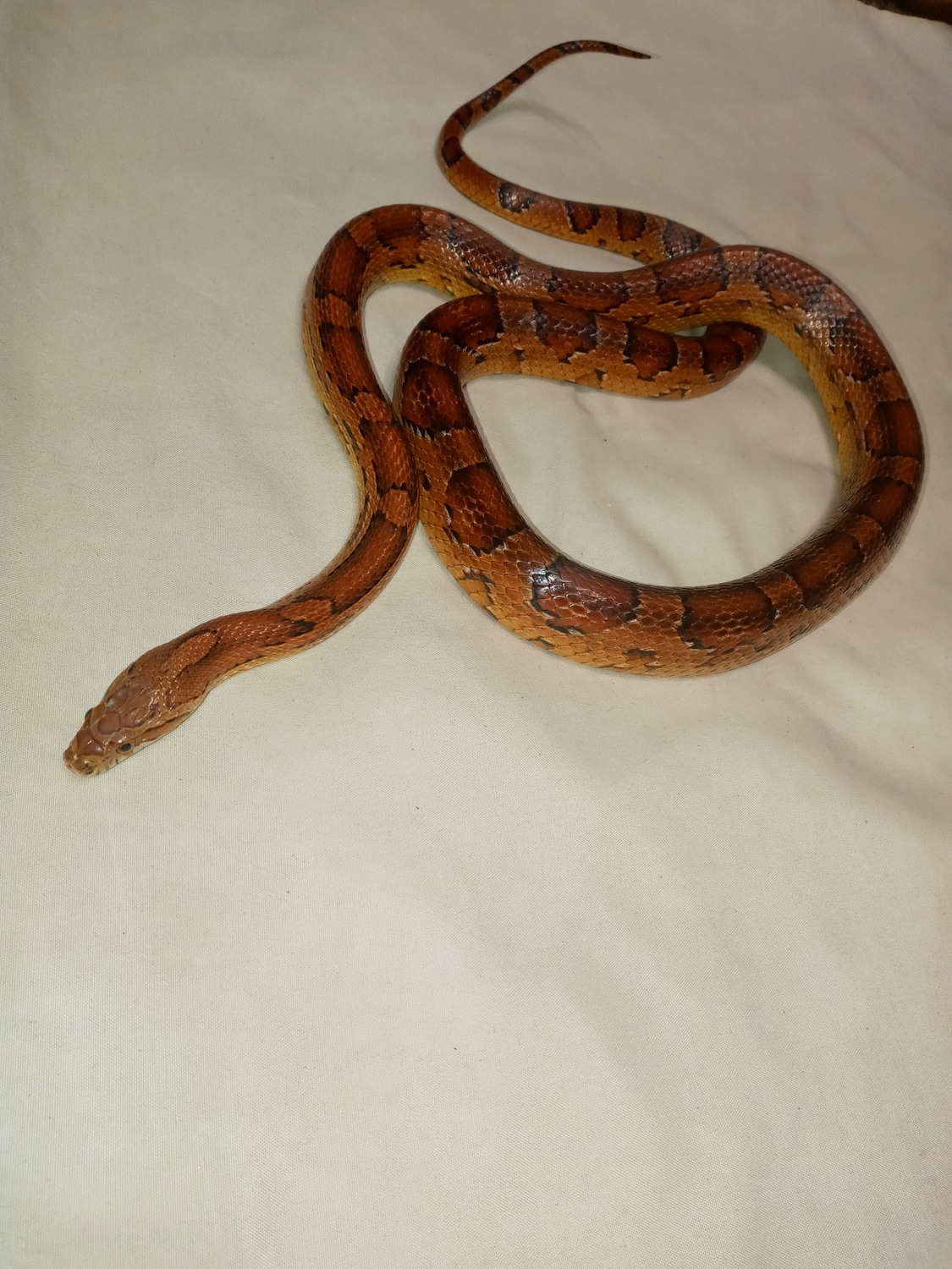 Classic Corn Snake by D&J Snake House - MorphMarket