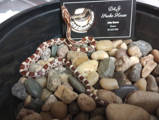 Rootbeer Corn Snake by D&J Snake House