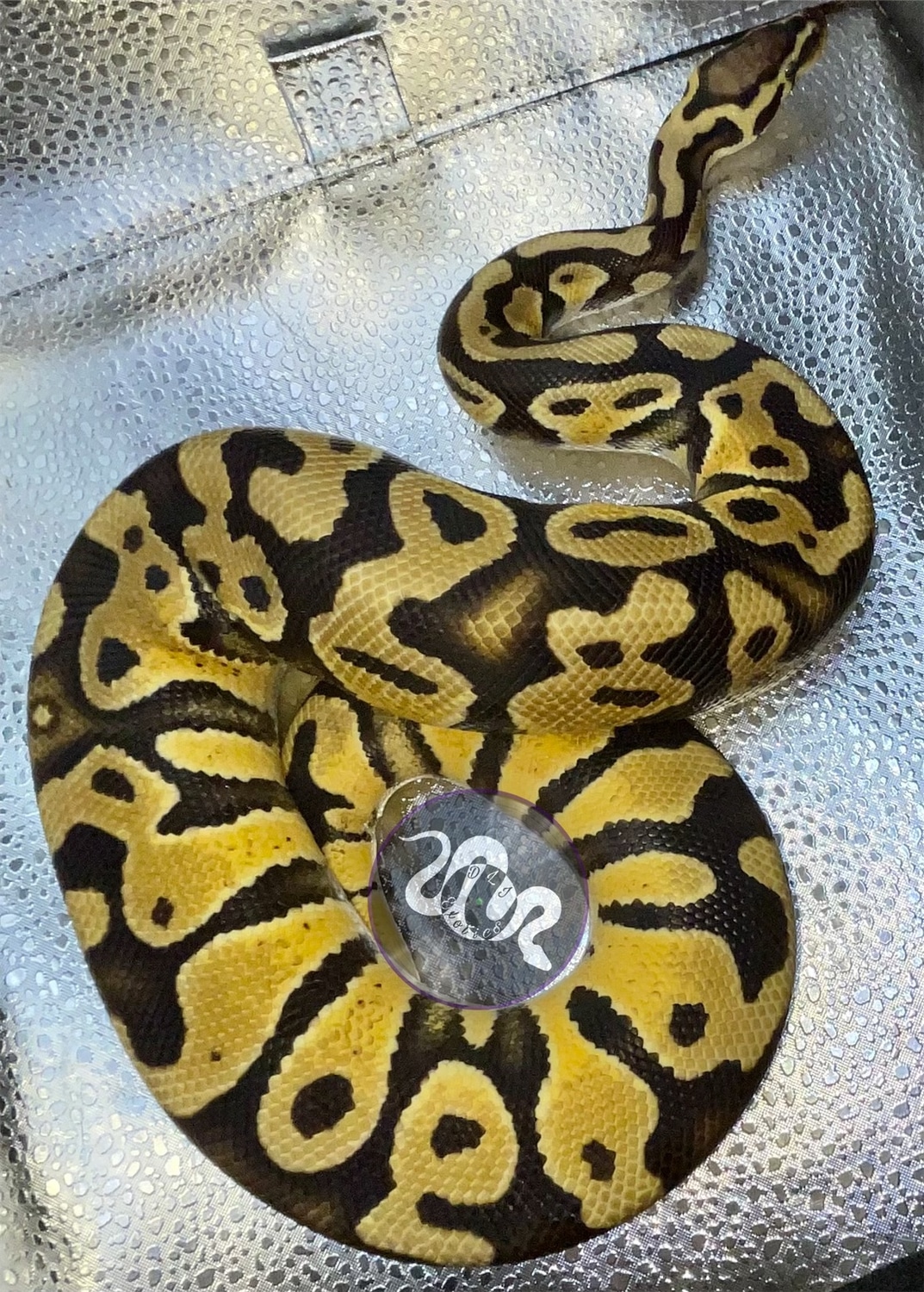Pastel Het Clown Ball Python by DLJ Exotics - MorphMarket