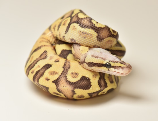 Vanilla Scream Ball Python by Mesozotics