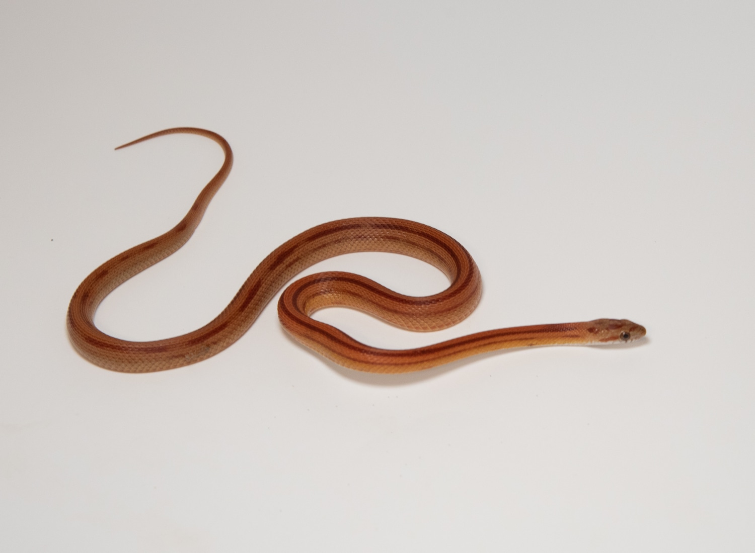 Striped Corn Snake by Mesozotics - MorphMarket