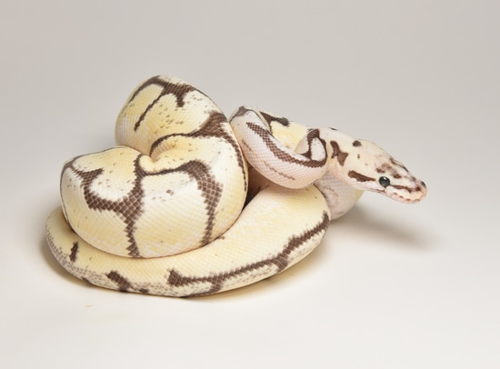 Fire Bee Ball Python by Mesozotics