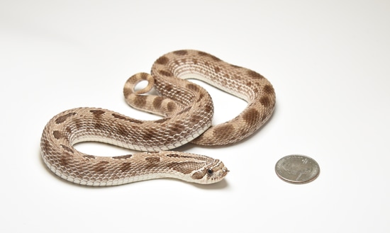 Axanthic Arctic 100% Het Albino Western Hognose by Mesozotics