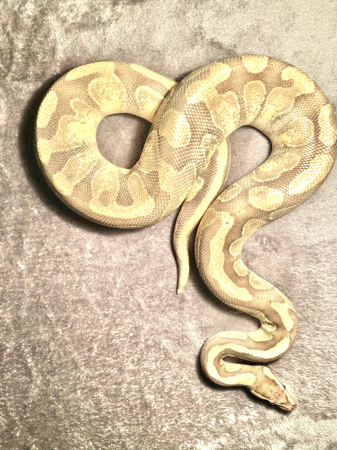 Enchi Lemonback Ball Python by Dane’s Pythons - MorphMarket