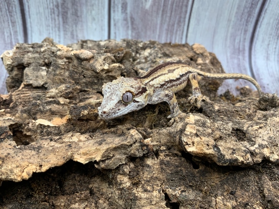 Cute Yellow Based Stripe Gargoyle Gecko by Danelle's Critters LLC
