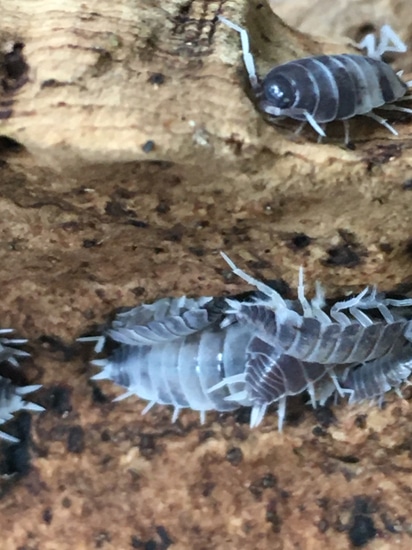 10+ Count Oreo Crumble Isopods (Porcellionides Pruinosus) by Danelle's ...