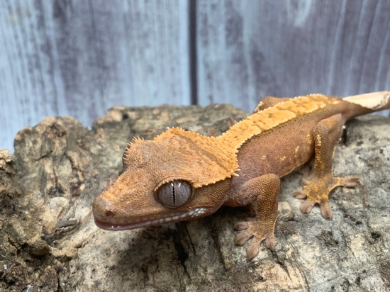 Beautiful Red Based Flame Crested Gecko by Danelle's Critters LLC