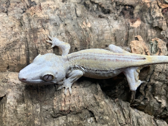 Beautiful Pale Yellow And Orange Stripe Gargoyle Gecko by Danelle's ...
