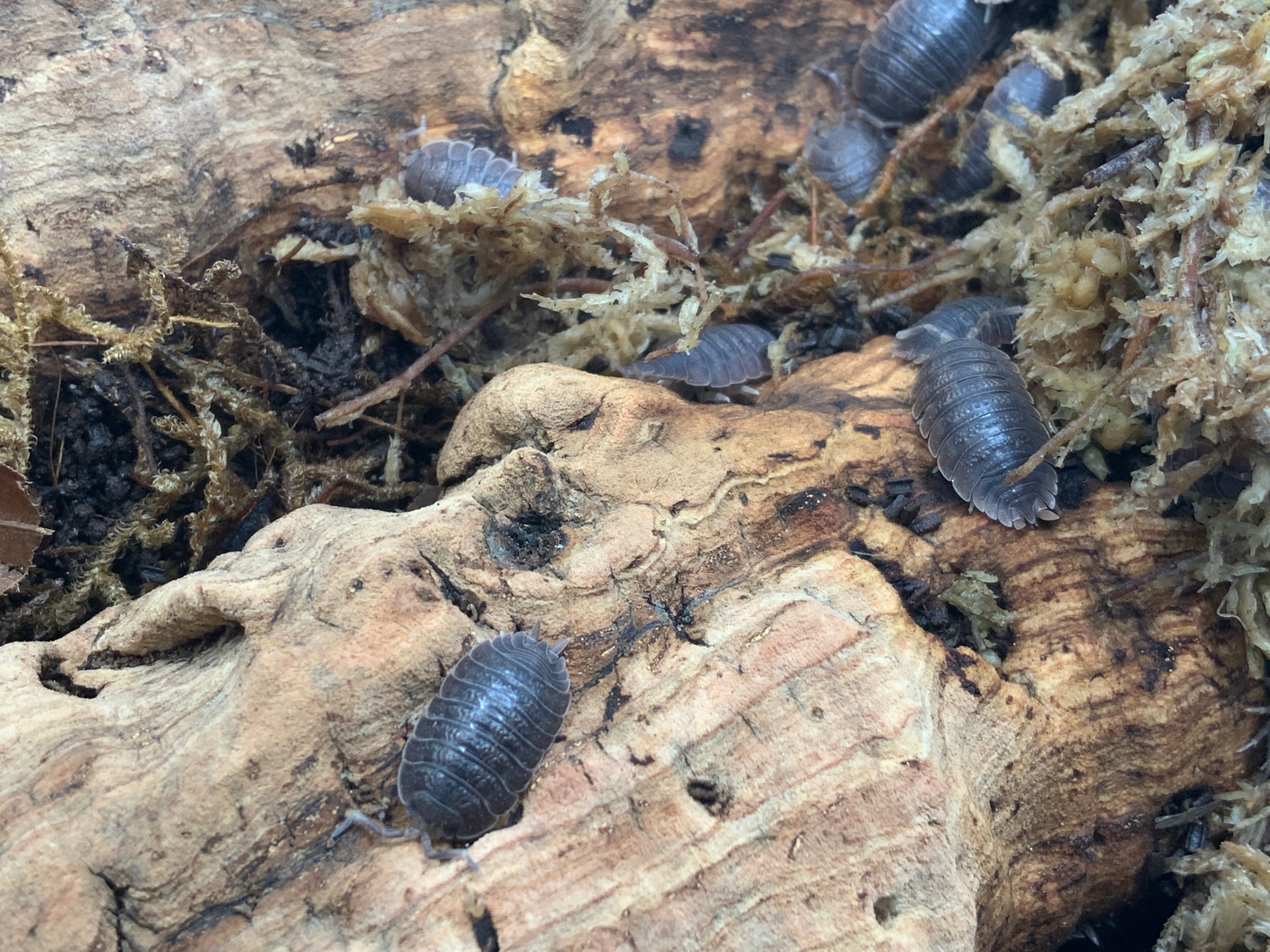 Arid Bioactive Starter Pack - 35 Giant Canyons (Porcellio dilatatus ...
