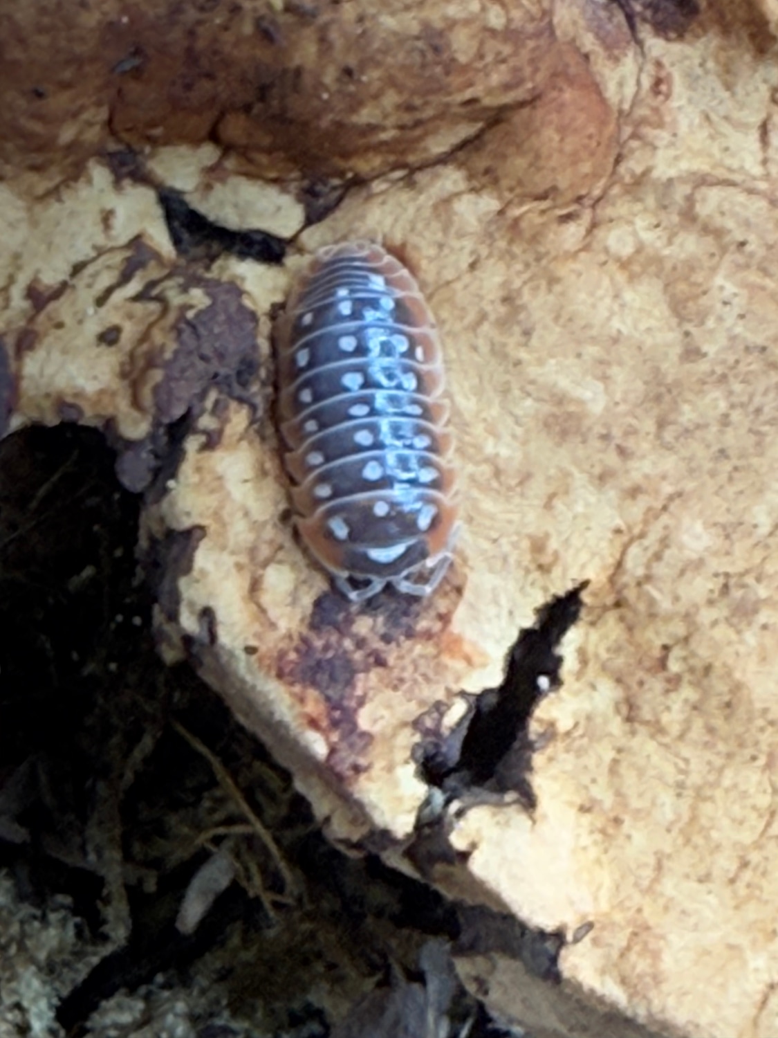 10 Ct. Clown Isopods (Armadillidium klugii)
