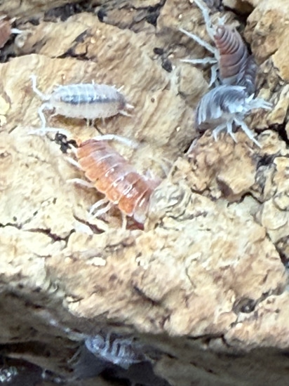 10 Ct Party Mix Isopods (Porcellionides Pruinosus) by Danelle's ...