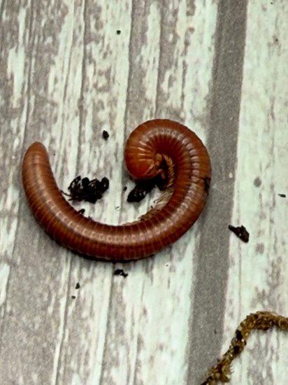 3 Scarlet Millipedes (Trigoniulus Corallinus) by Danelle's Critters LLC