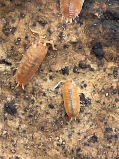 10 Ct Orange Koi Isopods (Porcellio Scaber) by Danelle's Critters LLC