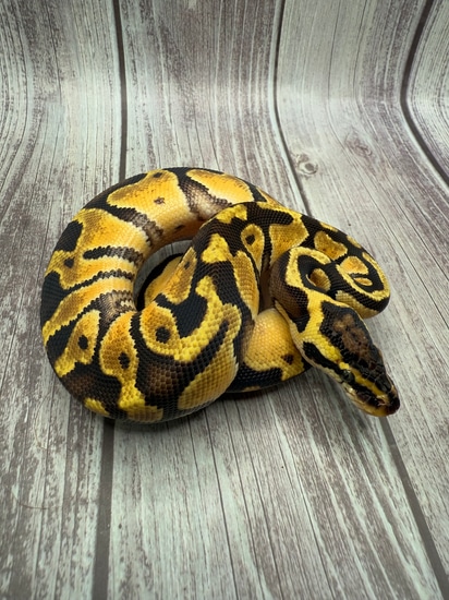 Adorable Pastel Enchi Ball Python by Danelle's Critters LLC