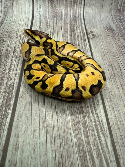 Super Pastel Enchi Ball Python by Danelle's Critters LLC