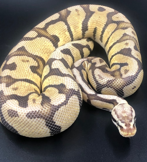 Super Pastel Het Red Axanthic Ball Python by Dane Reptiles
