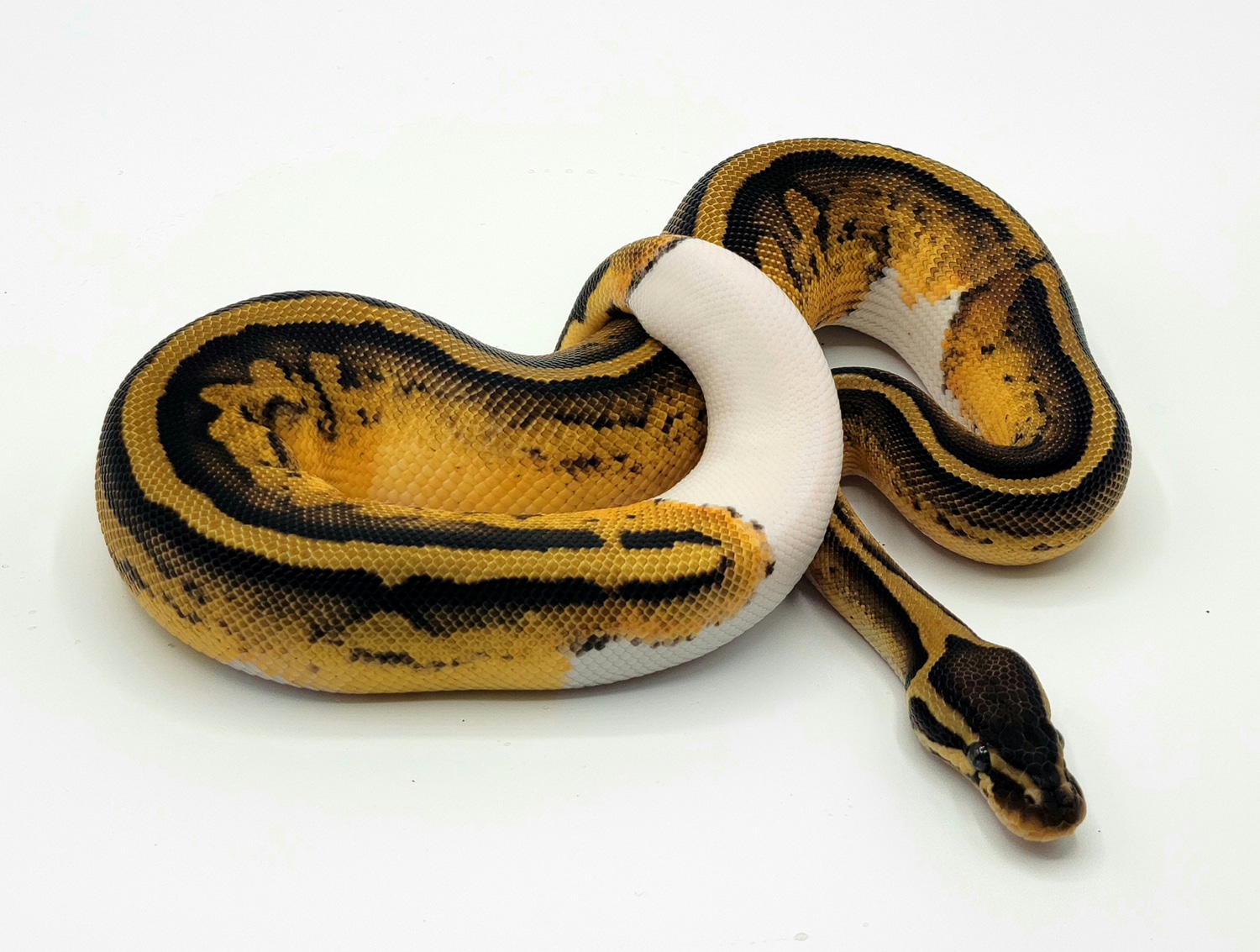 Pastel Pied Ball Python by Powder Keg Pythons LLC - MorphMarket