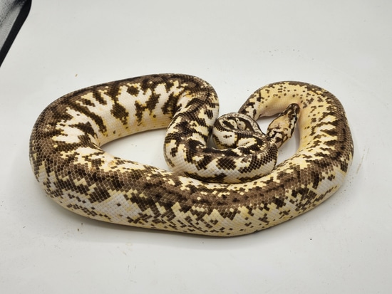 2020 Super Pastel Spider Cinnamon Calico Ball Python by Powder Keg ...