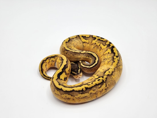 2022 Super Pastel Pied Ball Python by Powder Keg Pythons LLC