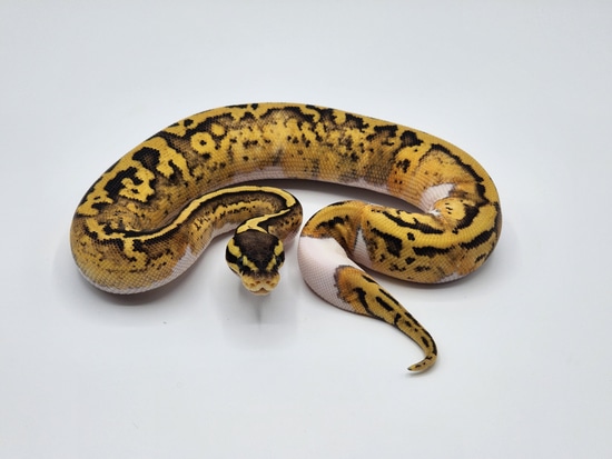 2022 Super Pastel Pied Ball Python by Powder Keg Pythons LLC