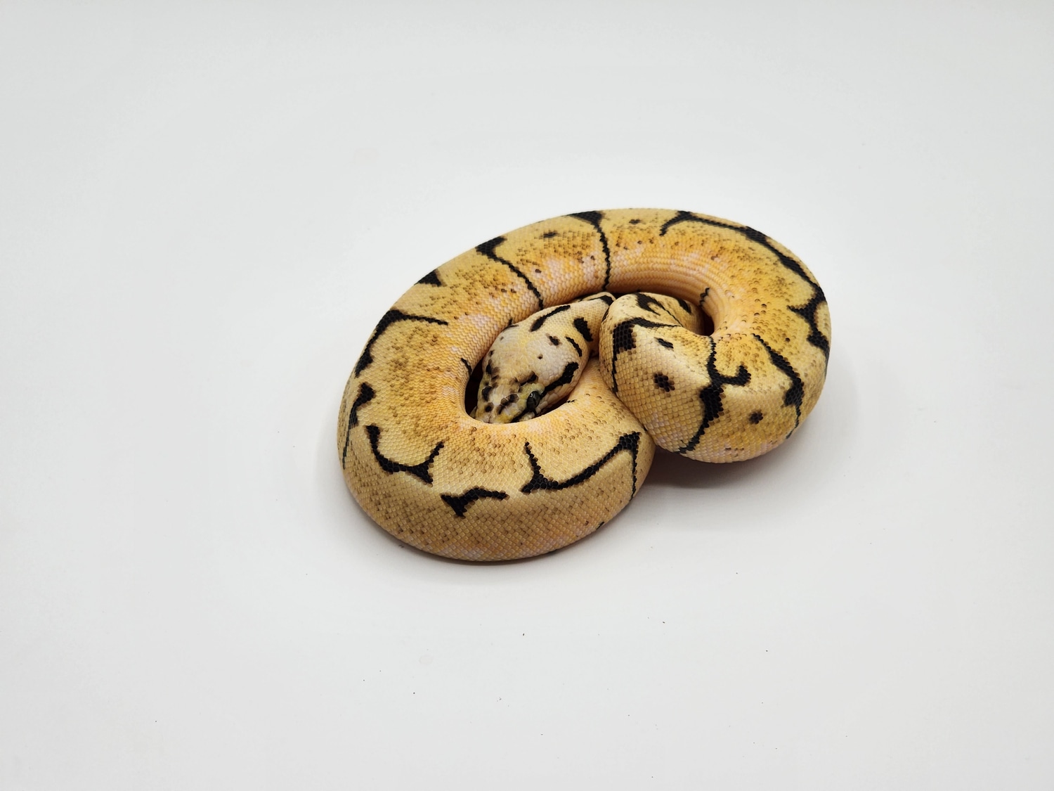 2022 Bumblebee Blade 100% Het Clown Ball Python by Powder Keg Pythons ...