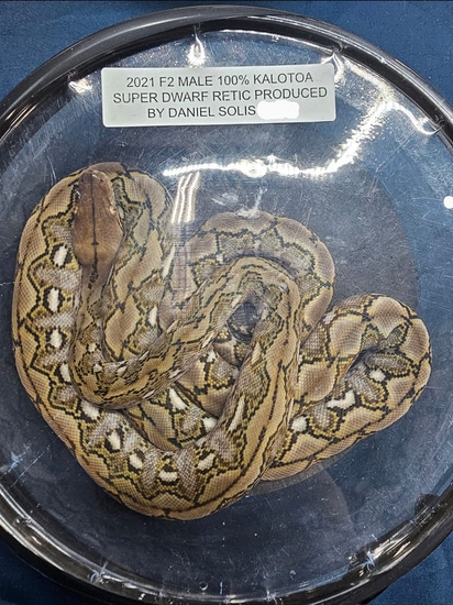 F2 100% Kalatoa Super Dwarf Reticulated Python by Powder Keg Pythons LLC