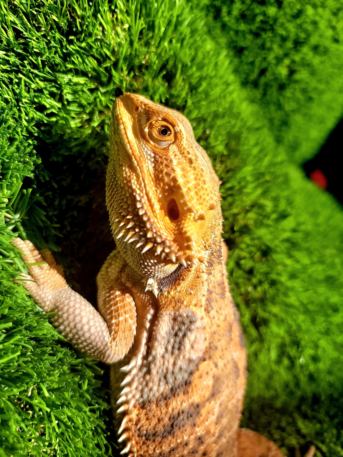 Brick Red Female Central Bearded Dragon by Dangerous Dragons - MorphMarket