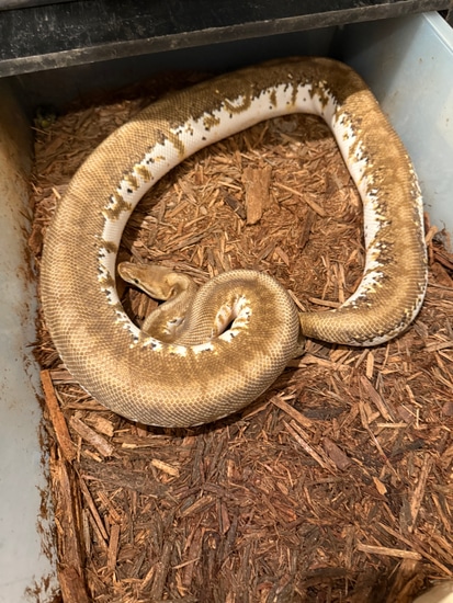 Spider Sunset (Poss Fire) Ball Python by Michael's Reptiles