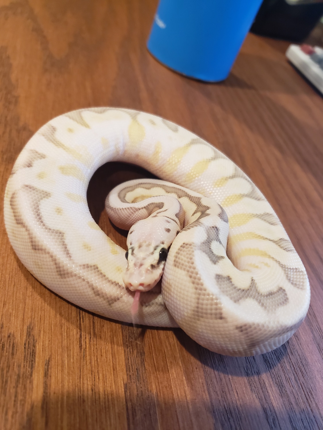Buttered Rum Stinger Bee Ball Python by 760 Reptiles - MorphMarket