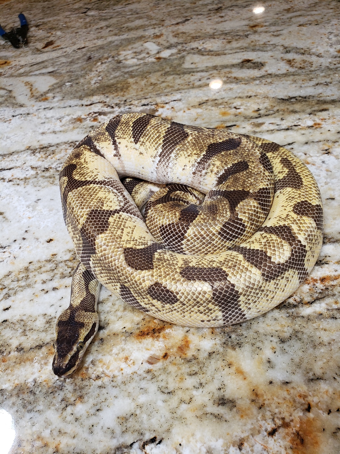 Super Enchi OD Ball Python by 760 Reptiles - MorphMarket