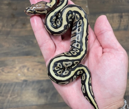 Stabia Regius - MorphMarket