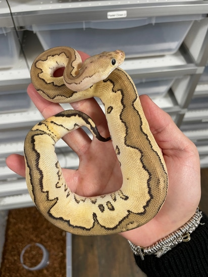 Red Stripe Fire Cinnamon Clown Ball Python by Stabia Regius