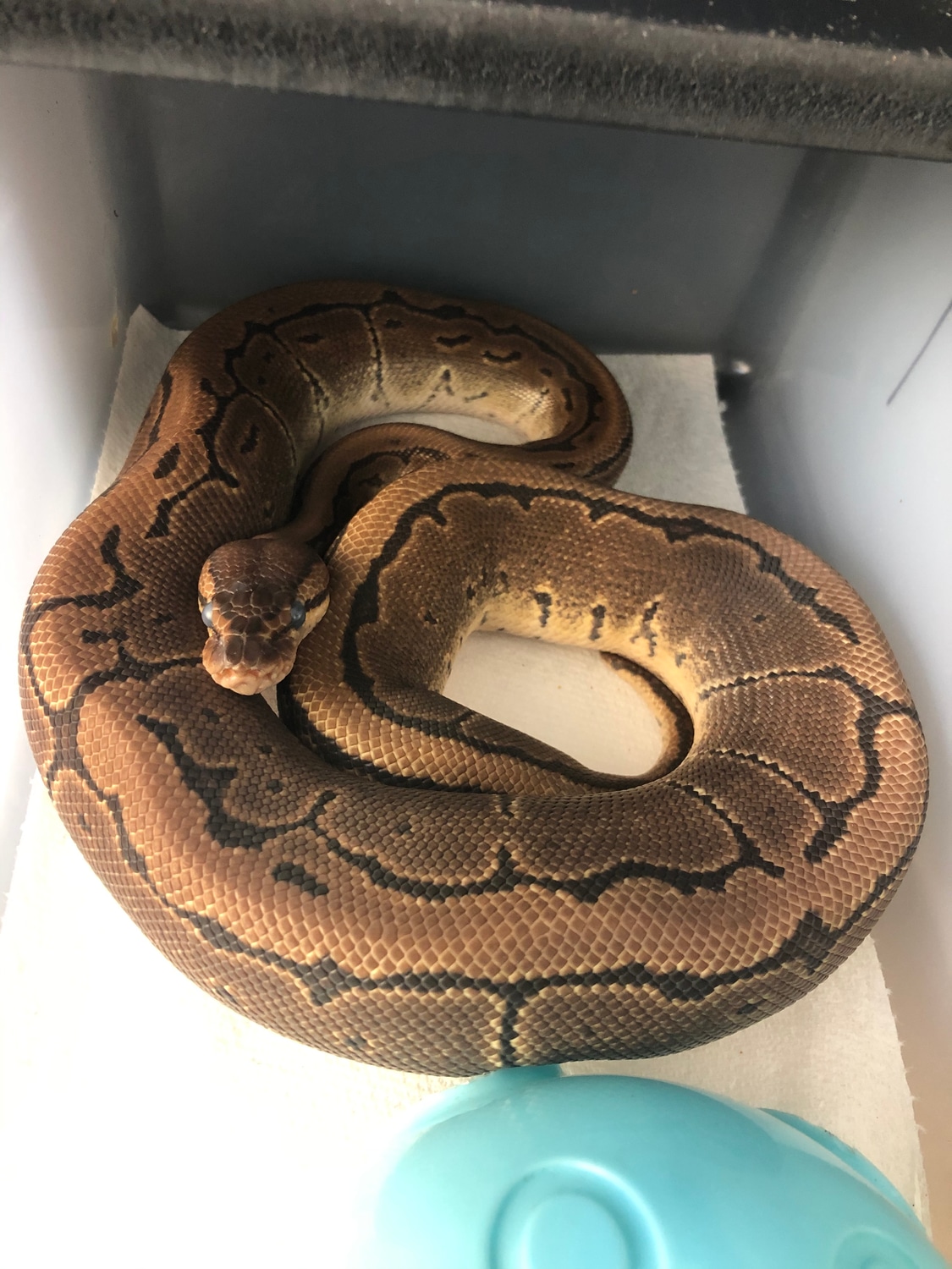 Pinstripe Het Lavender Albino 50% Het Piebald Ball Python by Dz Ballz ...