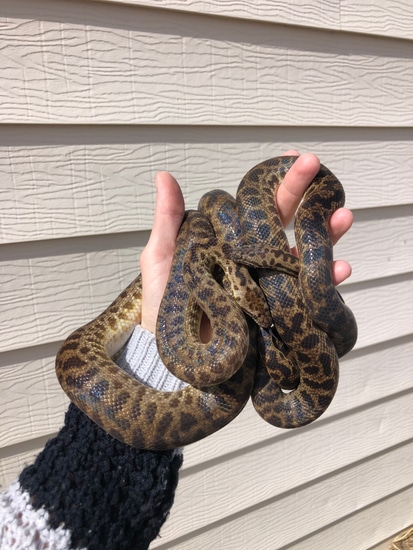 Pair Of Spotted Pythons Children's Python by Dz Ballz and Boaz