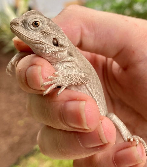 Zero Leatherback Bearded Dragon Central Bearded Dragon by Danizard