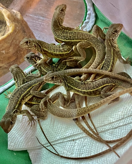 L. Ngovantrii “Butterfly Agama More Lizard by Danizard