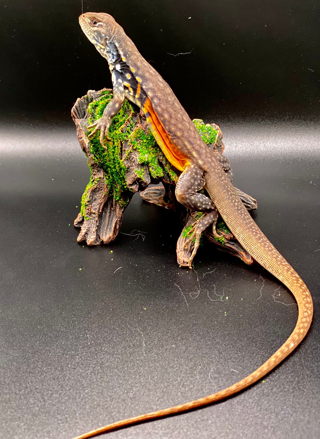 Butterfly Agamas “L. Rubritaeniata” More Lizard by Danizard - MorphMarket