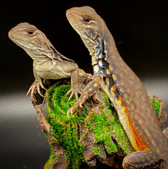 Butterfly Agamas “L. Rubritaeniata” More Lizard by Danizard