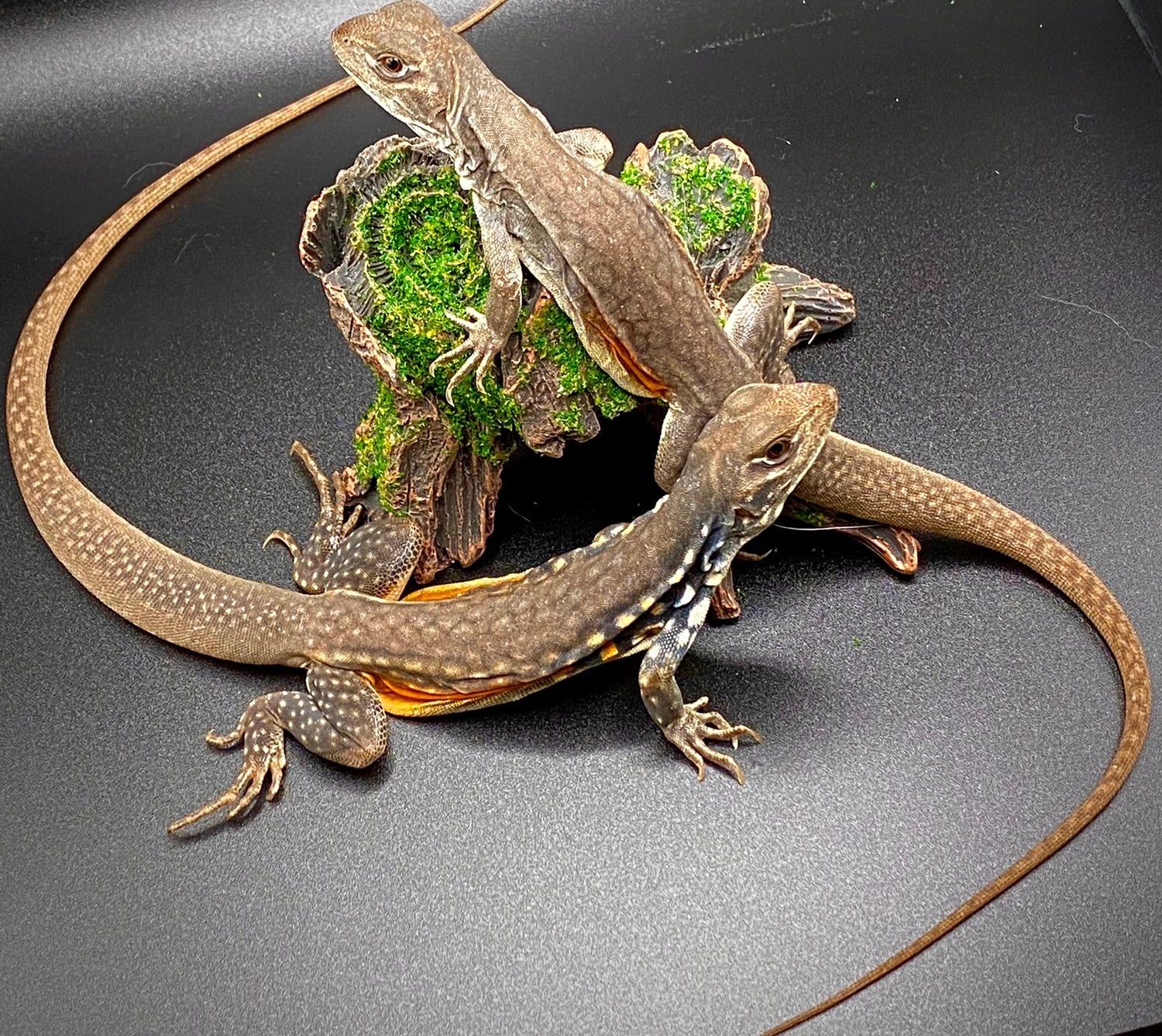 Butterfly Agamas “L. Rubritaeniata” Other Lizard by Danizard - MorphMarket