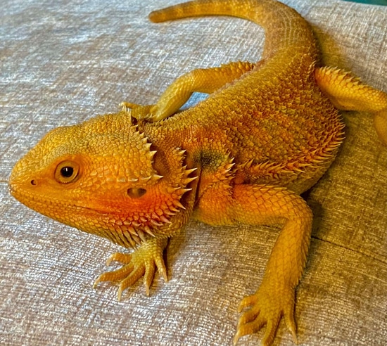 “Nozdormu” Hypo/Trans Male Central Bearded Dragon by Danizard